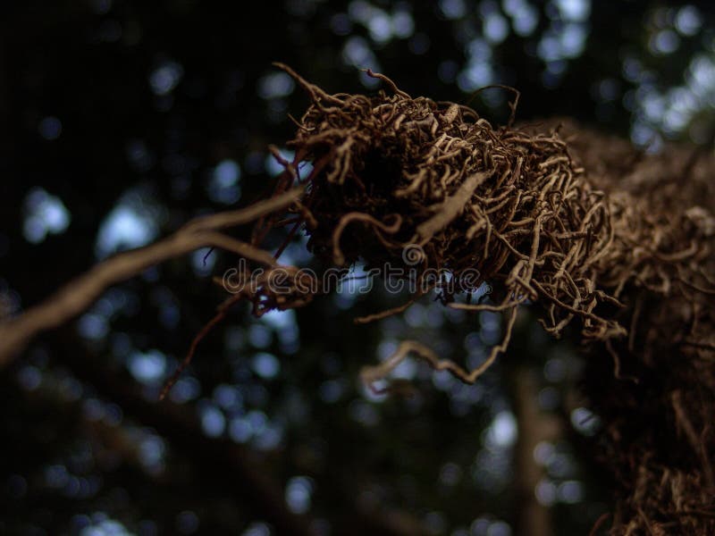 Closeup View of Exotic Tree Long Bare Root Like Branches in Brown with ...