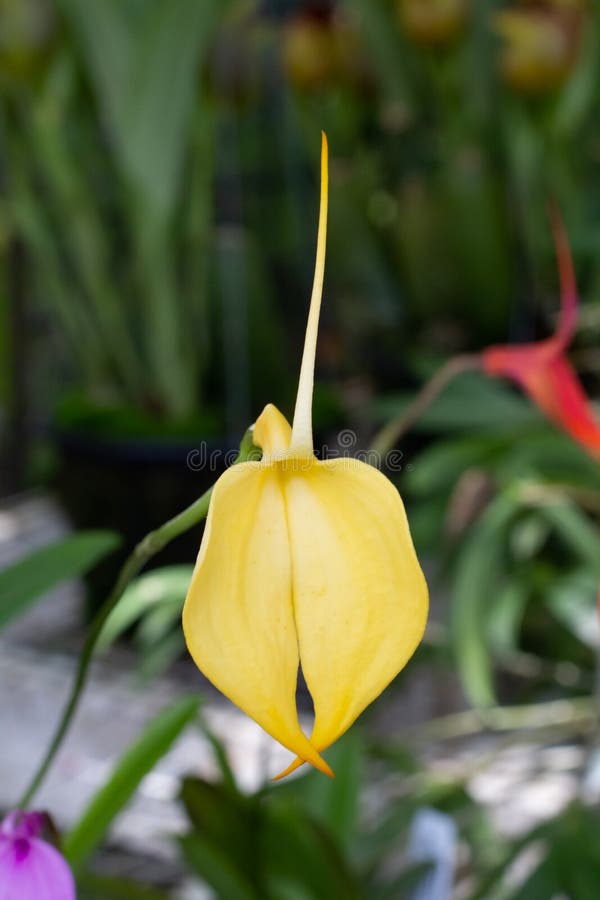 Masdevallia Coccinea Orchid Stock Photos - Free & Royalty-Free Stock ...