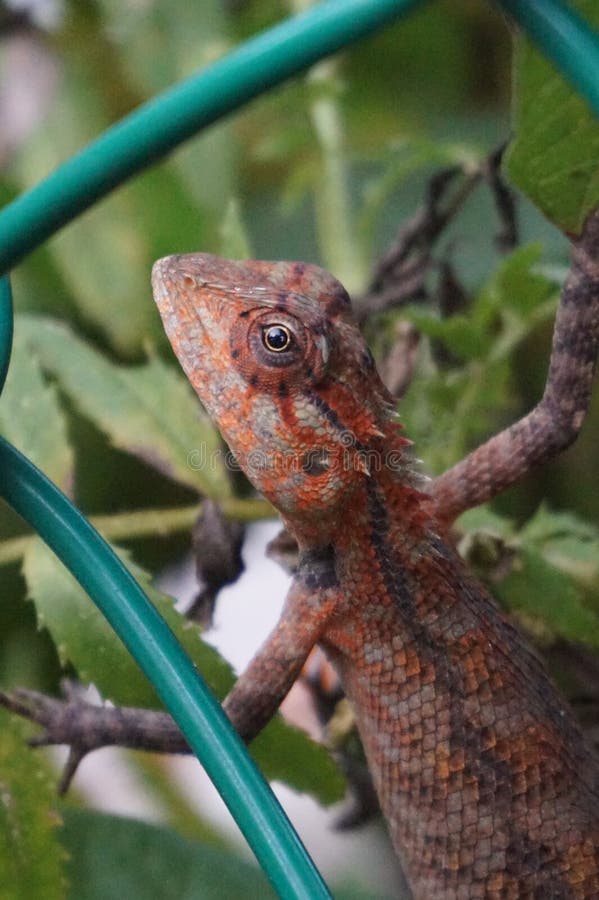 A Closeup View of a Face of a Lizard with Different Color Patterns ...