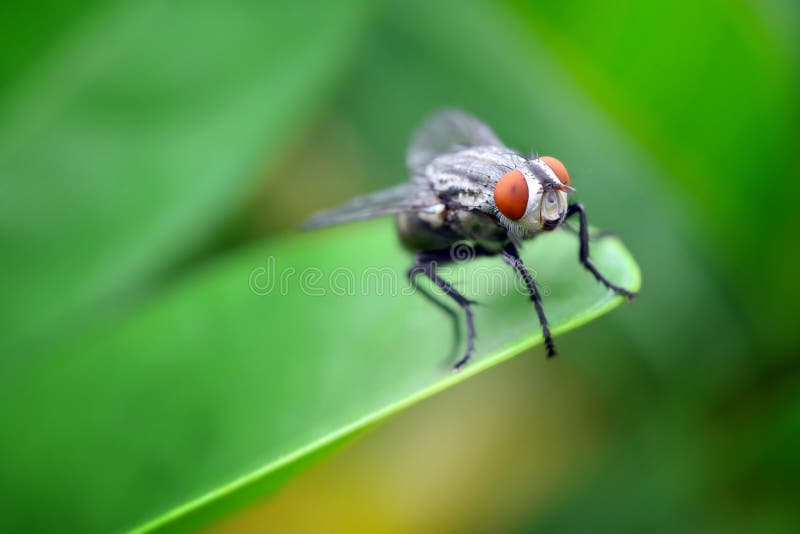 Closeup view of fly stock image. Image of book, color - 58114441