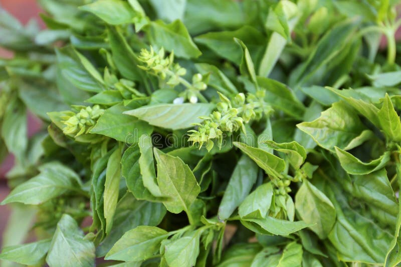 Closeup View of Fresh Basil. Aromatic Herb Stock Photo - Image of ...