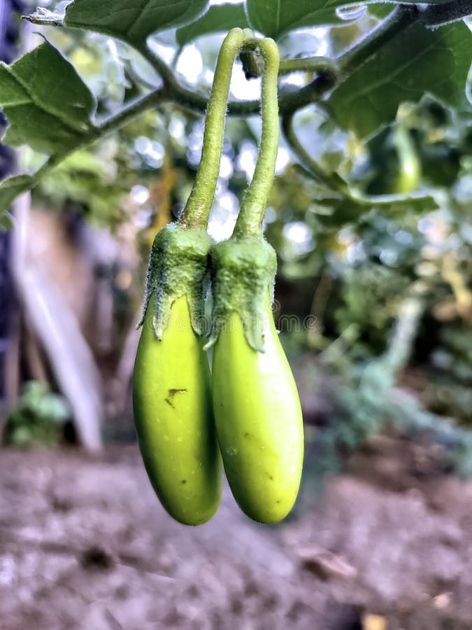 Closeup View of Fresh Brinjals on a Plant Stock Image - Image of ...
