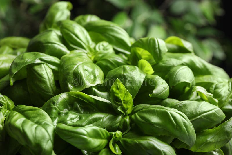 Closeup View of Green Basil Leaves Stock Photo - Image of foliage, diet ...