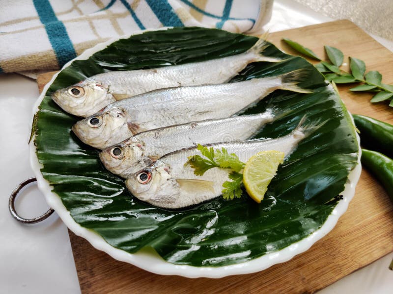 Closeup View of Fresh Malabar Thryssa Fish Decorated with Herbs and ...