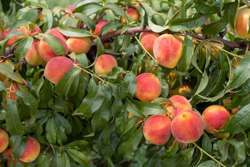 Closeup View of Fresh Peaches on a Tree Branch Stock Image - Image of ...