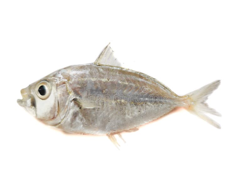 Kurichi Fish Stock Photos - Free & Royalty-Free Stock Photos from ...