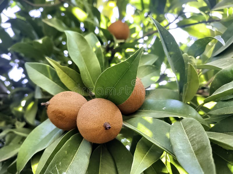 Closeup View of Fresh Sapota Fruits on a Tree Stock Image - Image of ...