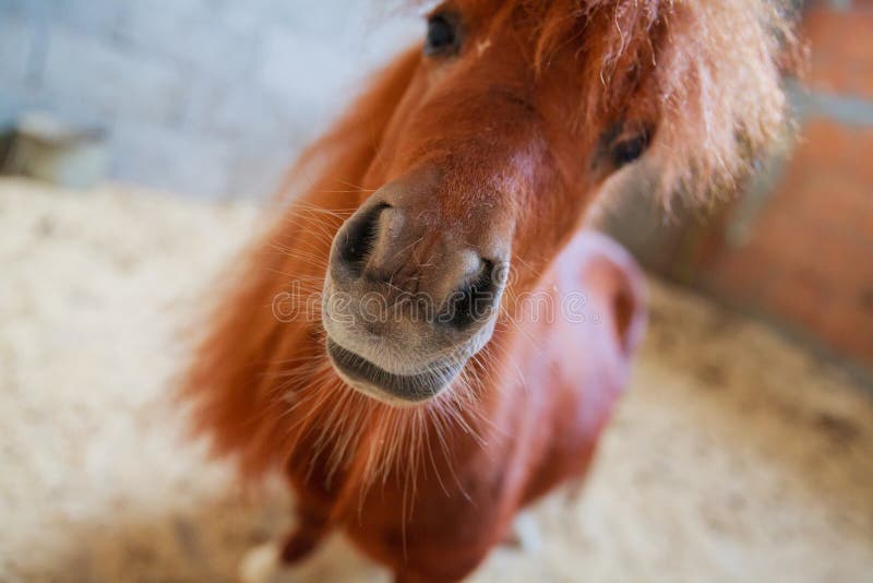 Funny Miniature Horse in Stable Stock Image - Image of beautiful ...