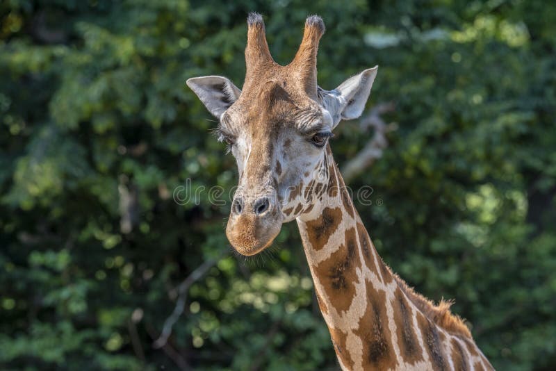 Closeup View of Giraffe Face .Detail. Stock Image - Image of mammal ...