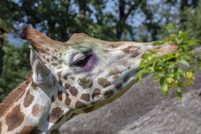 Closeup View of Giraffe Face .Detail. Stock Photo - Image of tall ...