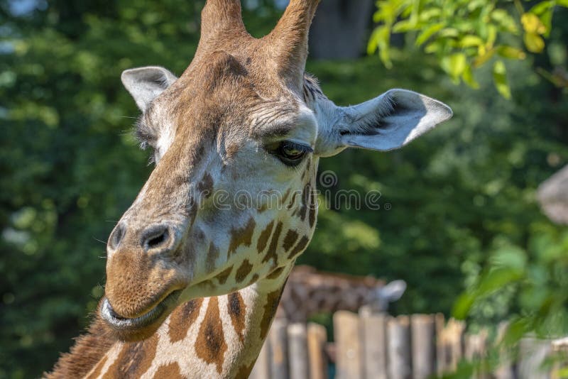 Closeup View of Giraffe Face .Detail. Stock Image - Image of outdoor ...