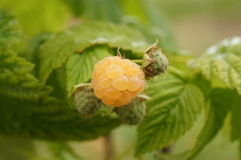 Closeup View of Golden Raspberry Stock Photo - Image of produce ...