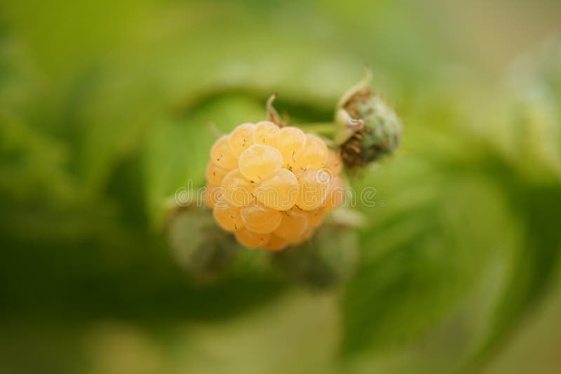Closeup View of Golden Raspberry Stock Image - Image of depth, macro ...