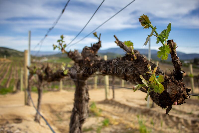 Spring grapes stock photo. Image of tourist, view, italy - 159485088