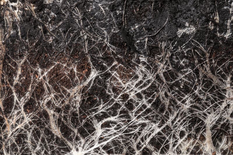 Closeup View of Grass Roots in Soil Stock Photo - Image of ground ...
