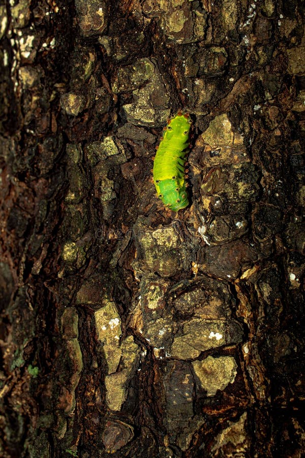 Closeup View of a Green Caterpillar on a Tree Bark Stock Photo - Image ...