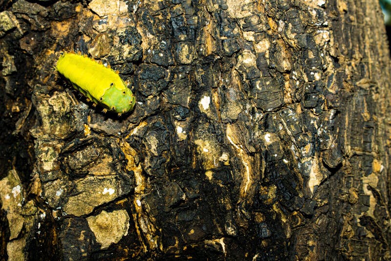 Closeup View of a Green Caterpillar on a Tree Bark Stock Photo - Image ...