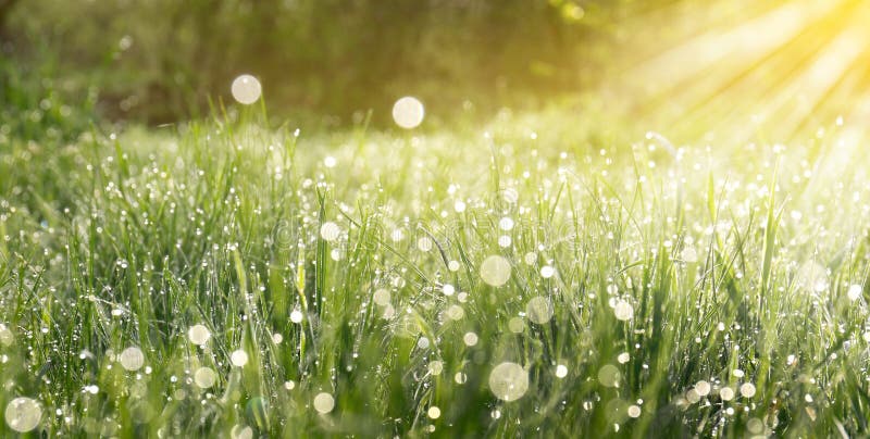 Closeup View of Green Grass with Dew on Sunny Day, Bokeh Effect. Banner ...