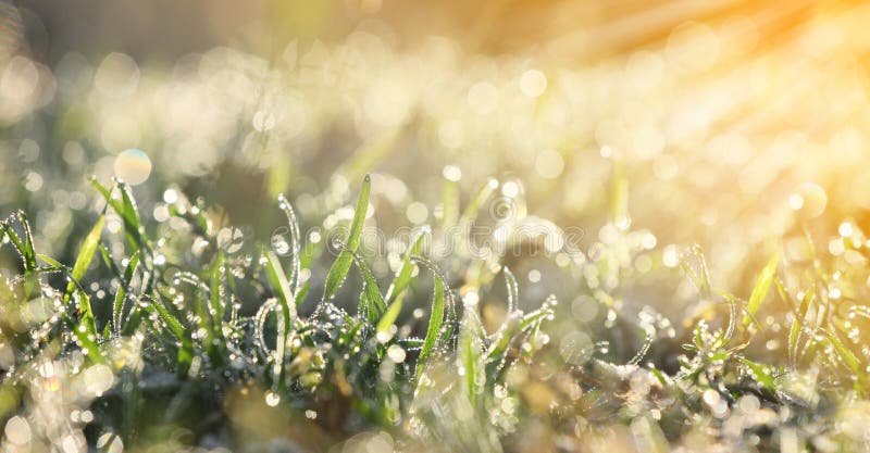 Closeup View of Green Grass with Dew on Day, Bokeh Effect. Banner ...