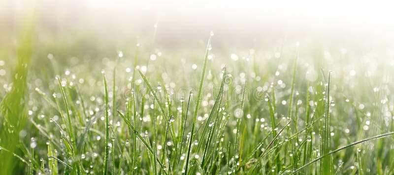 Closeup View of Green Grass with Dew on Day, Bokeh Effect. Banner ...