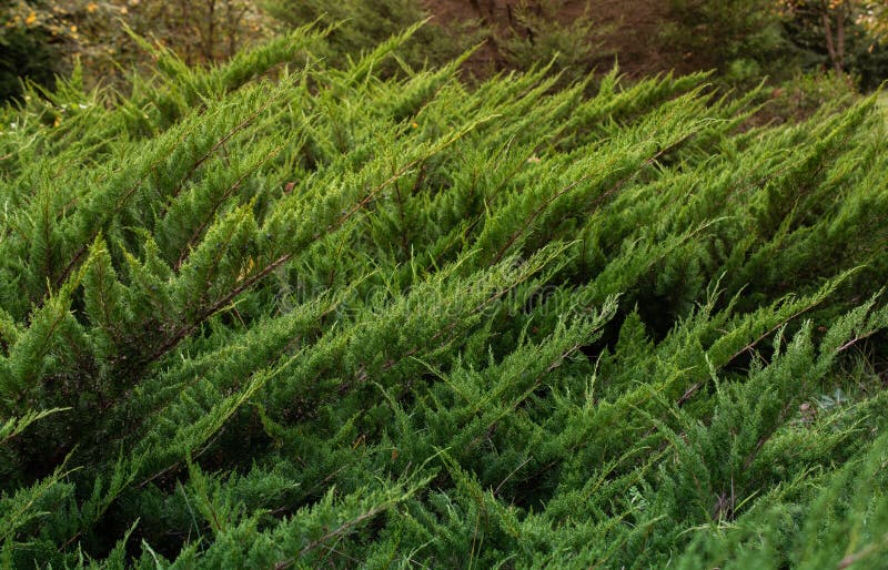 Closeup View of Green Leaves of a Pond Pine Tree on the Ground in a ...