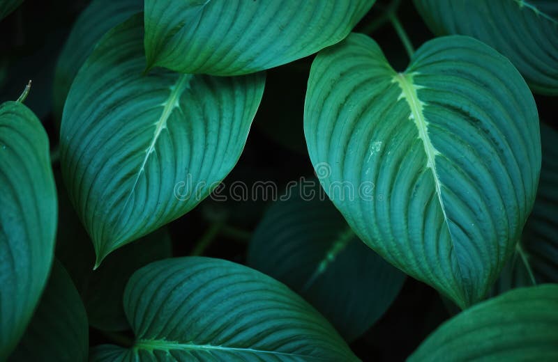 Closeup View of Green Tropical Leaves. Deep Rich Green Tones Create ...