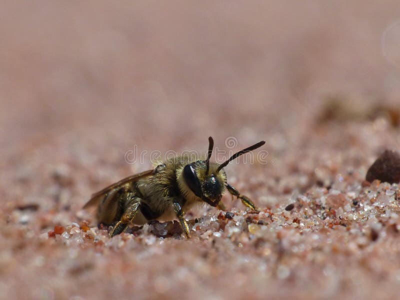 Ground Bee on Sand stock image. Image of black, sandy - 164942323