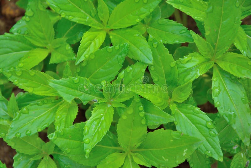 Closeup View of Group Green Leaves in Background Stock Image - Image of ...