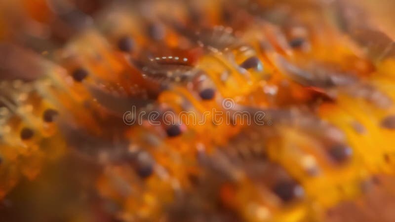 A Closeup View of a Group of Insect Larvae Each One Displaying Its ...