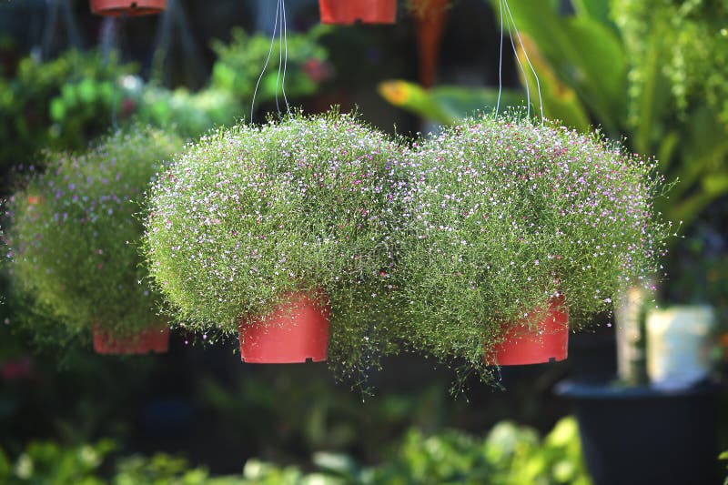 Closeup View of Gypsophila Flower. Stock Image - Image of crop, bloom ...