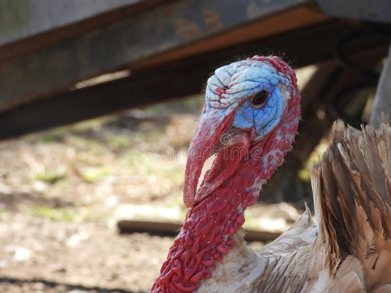 Wild Turkey Head Closeup stock photo. Image of eastern - 33579318