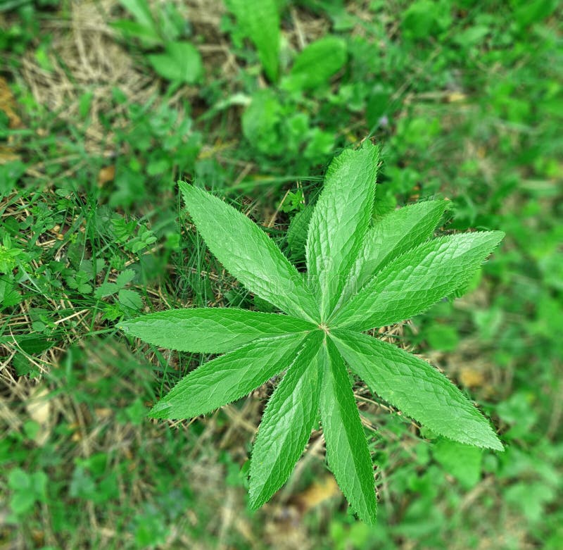 Hemp leaf in green grass stock photo. Image of closeup - 182457056