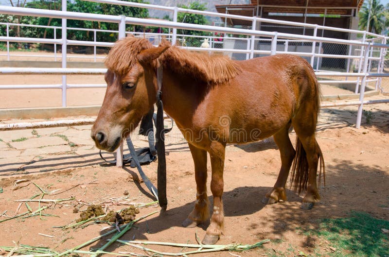 CloseUp View of a Horse in a Paddock Stock Photo - Image of ...