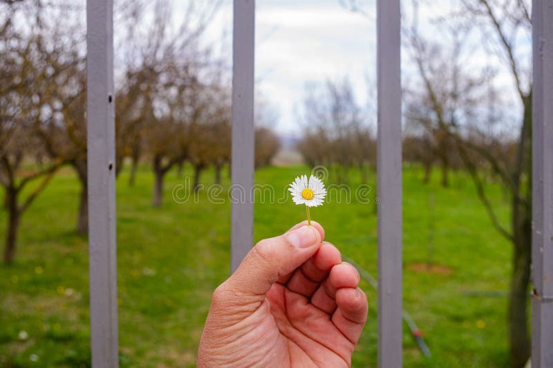 Closeup View of Human Hand and Flower Stock Photo - Image of tree ...