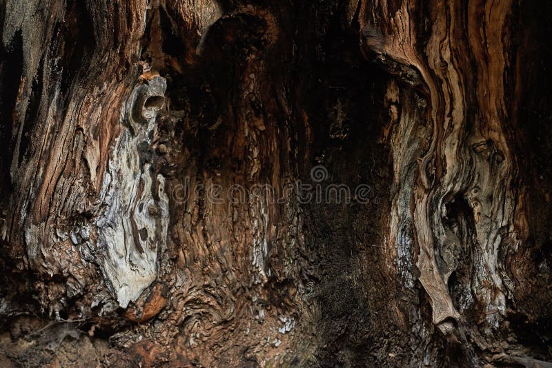 Closeup View Inside a Hollow of Plane Tree. Background Stock Photo ...