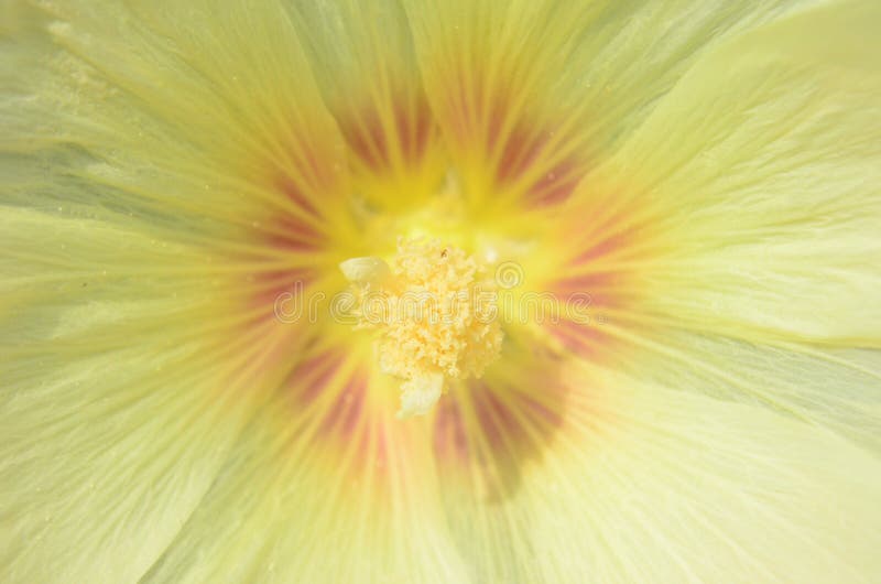 Inside of Yellow Flower in the Sun Stock Photo - Image of desert ...