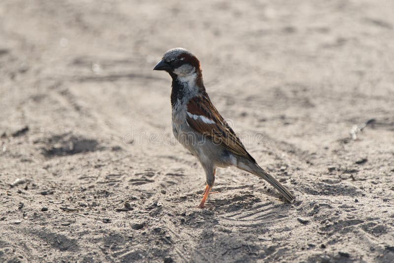 Closeup View of an Italian Sparrow on the Ground Stock Image - Image of ...