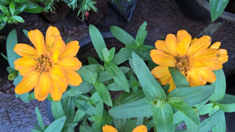 Closeup View of Light Orange Aster Flower and Plant Stock Image - Image ...