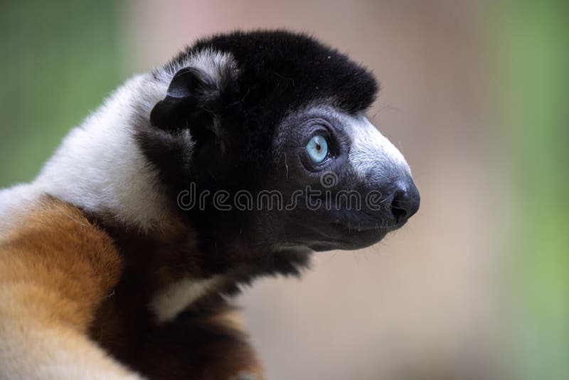 Crowned Sifaka or Propithecus Coronatus Stock Image - Image of park ...