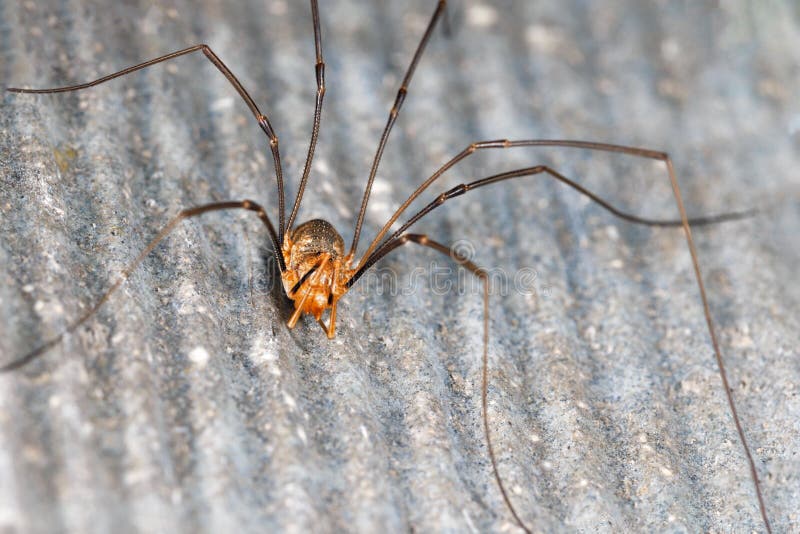 Long Legged Spider on a Gray Wavy Stone Surface Stock Image - Image of ...