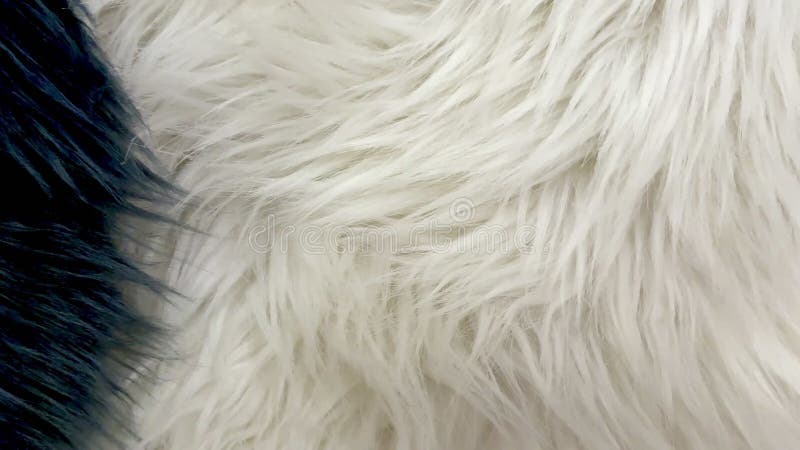 Experience the Soft White Fur Texture that is Perfect for Stylish Media ...
