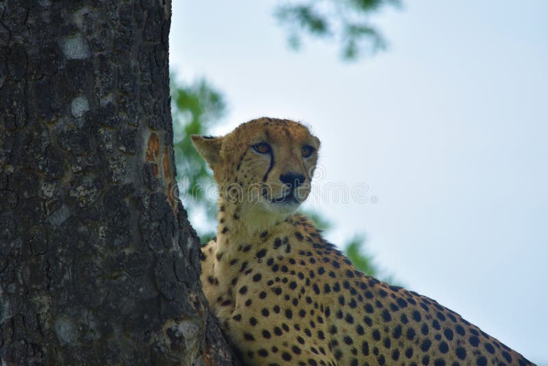 Closeup View of a Majestic Cheetah Stock Photo - Image of safari ...