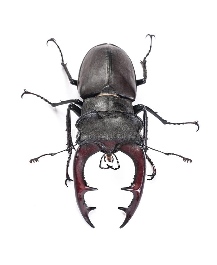 Closeup View of Male Bug Lucanus Cervus Isolated Stock Photo - Image of ...