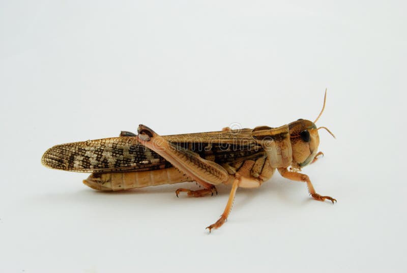 Closeup View of a Migratory Locust - Ready To Jump Stock Image - Image ...