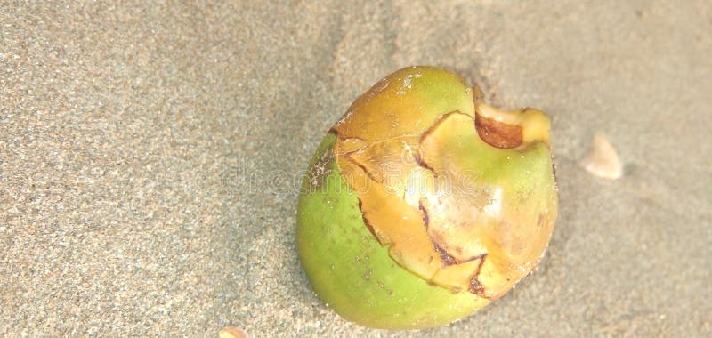 A Closeup View of Mini Coconut Stock Image - Image of mini, coconut ...