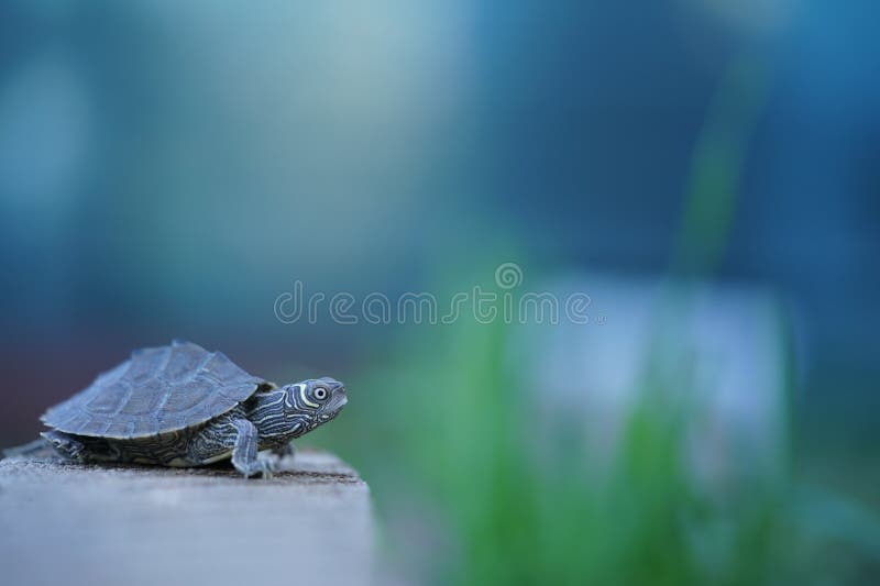 Closeup View of Mississippi Map Turtle Stock Image - Image of detail ...