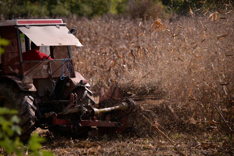 Closeup View of an Old Tractor Chopping a Dry Corn Field Stock Photo ...