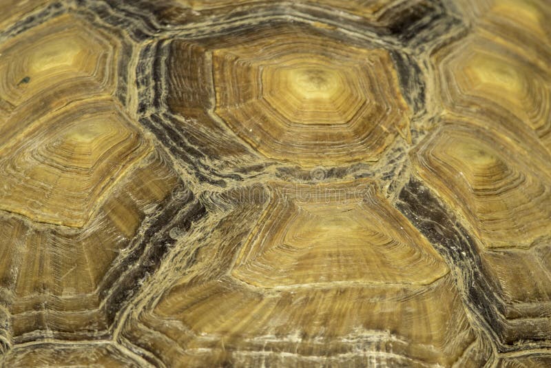 Turtle Scales stock image. Image of abstract, cover - 140688231