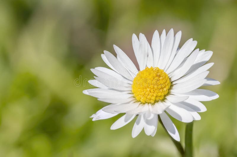 Closeup View of One Daisy Flower Stock Image - Image of botany, flora ...