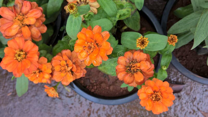 Closeup View of Orange Aster Flower and Plant Stock Photo - Image of ...